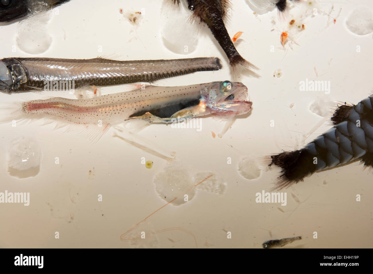 Scientists are trawling from the deep sea in 500 to 1000 meters in the ...