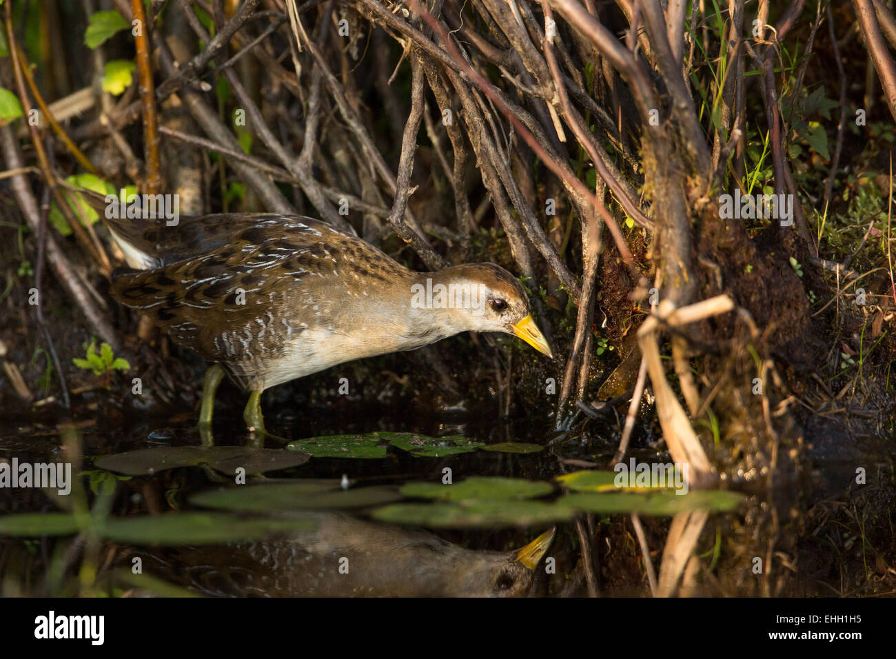Sora rail carolina crake hi-res stock photography and images - Alamy