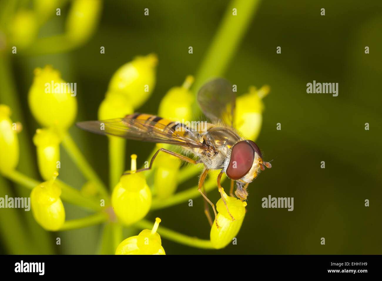 Marmalade Hoverfly, Episyrphus balteatus Stock Photo - Alamy