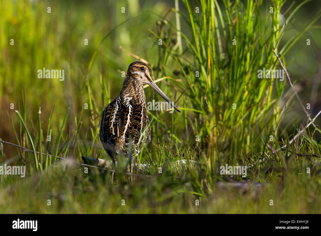 Snipe bird hi-res stock photography and images - Alamy
