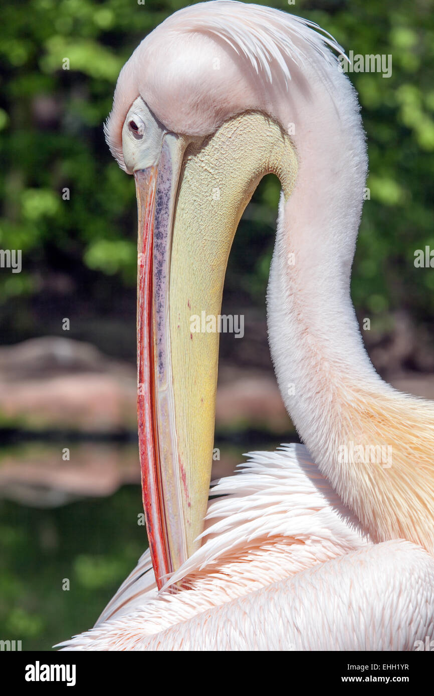 Portrait of a beautiful Pelikan Stock Photo - Alamy