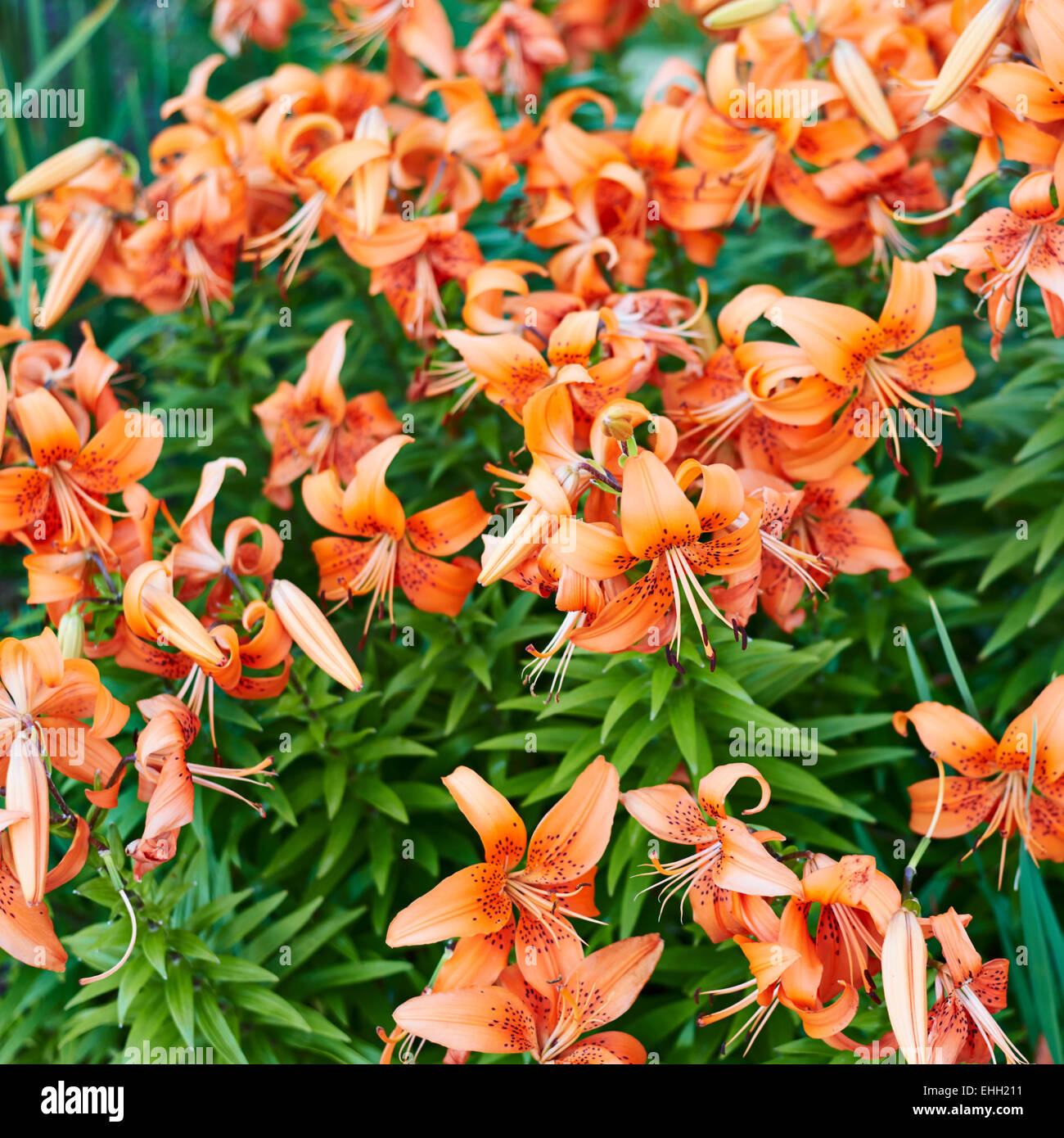 Flower background composition Stock Photo - Alamy