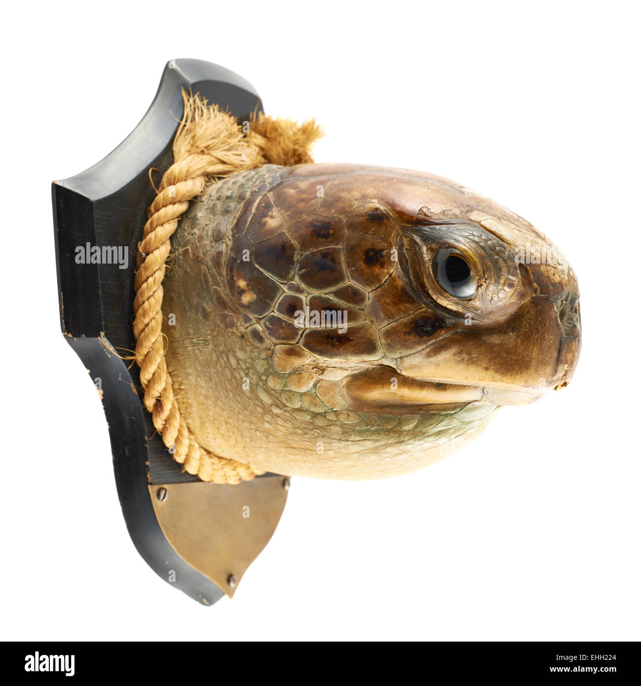 Side view of turtles head hi-res stock photography and images - Alamy