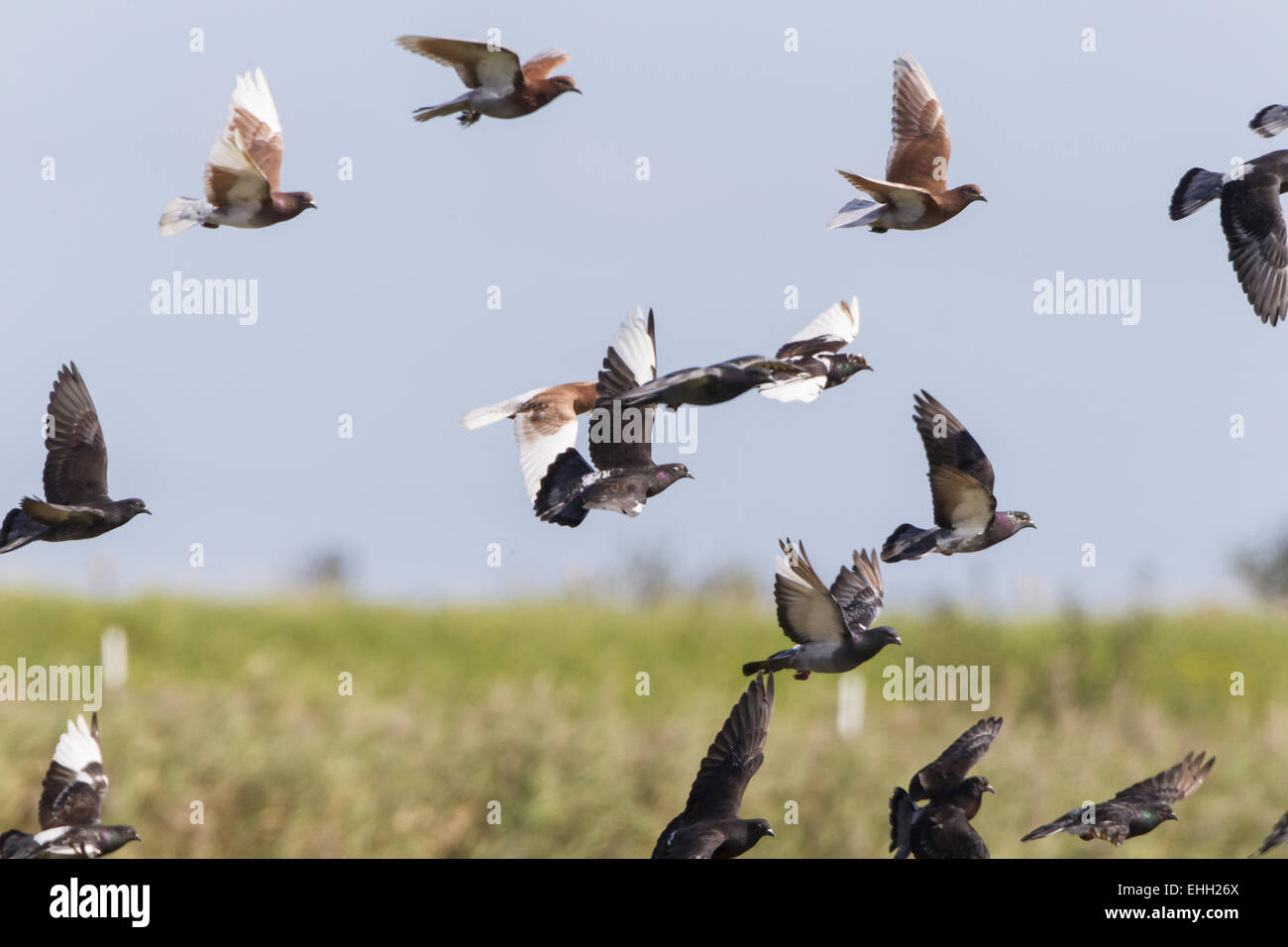 Columbidae hi-res stock photography and images - Alamy