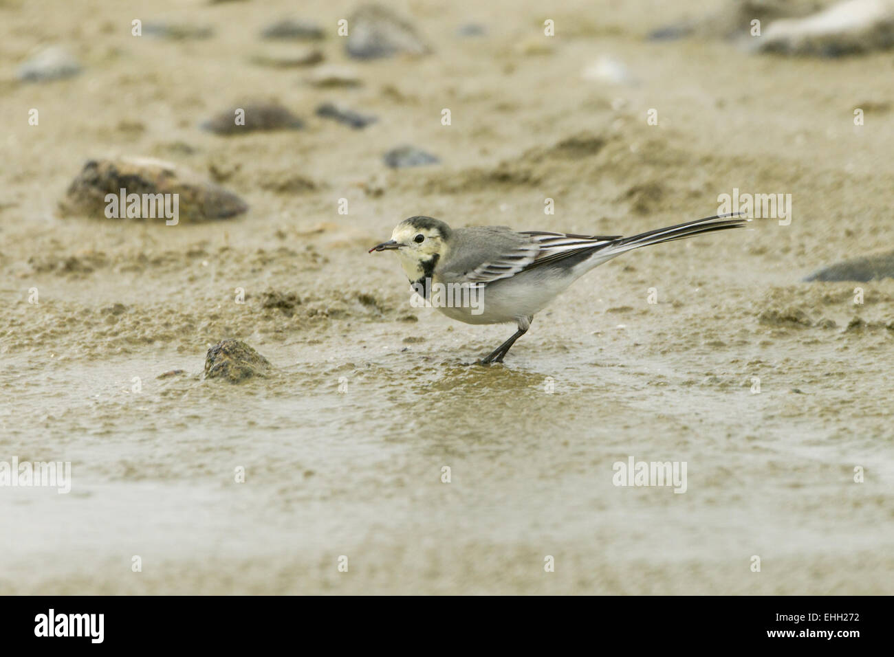 White Wagtail (Motacilla alba Stock Photo - Alamy