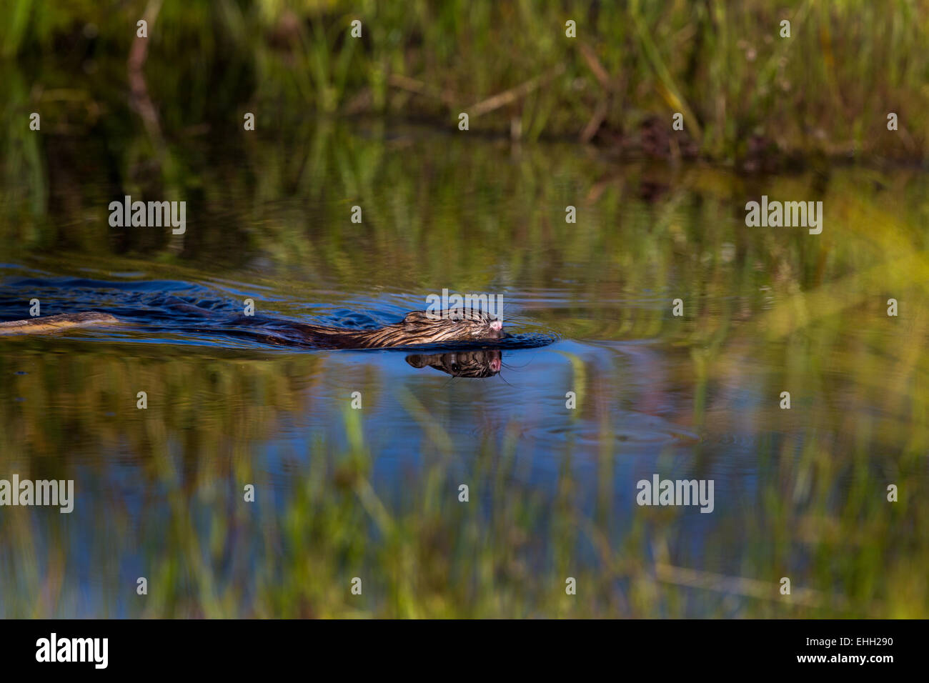 Muskrat in wisconsin hi-res stock photography and images - Alamy