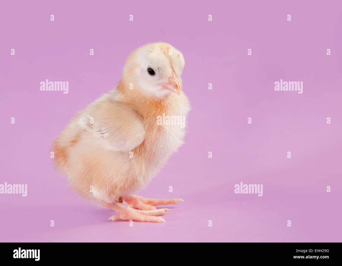 Precious yellow Easter chick on light purple background Stock Photo - Alamy