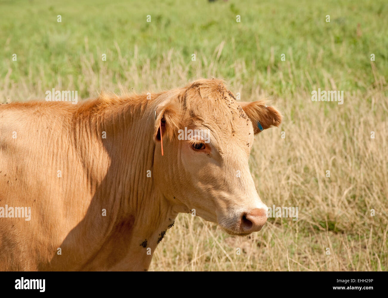 Young red steer in summer pasture Stock Photo - Alamy