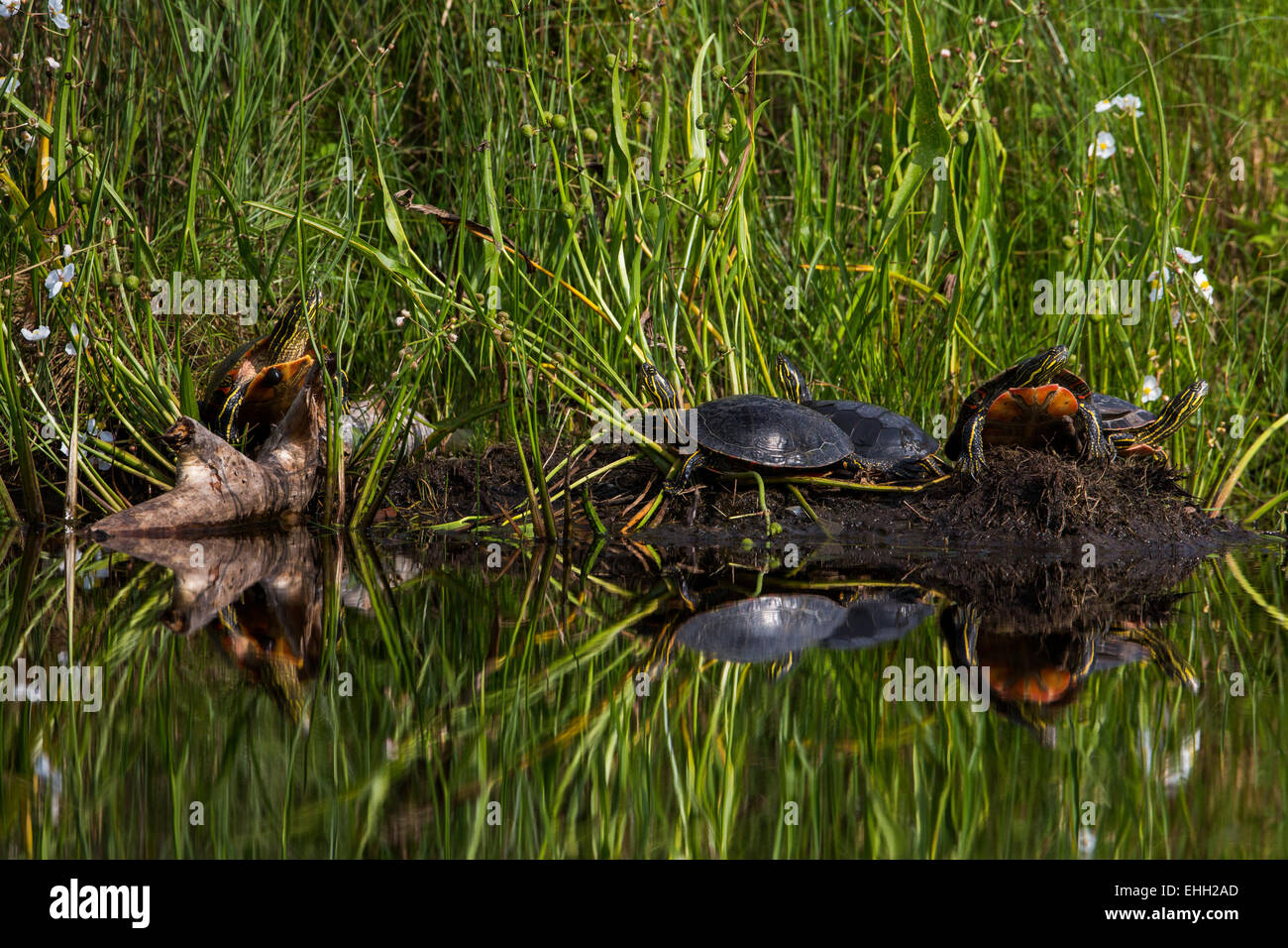 American pond turtle hi-res stock photography and images - Alamy