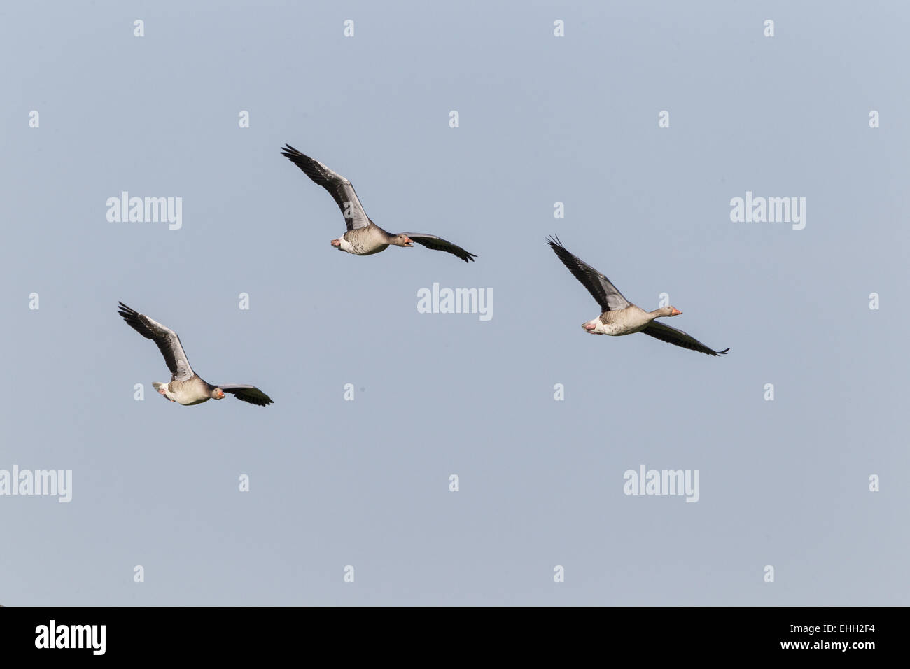 Grey Goose (Anser anser) flying in formation Stock Photo - Alamy