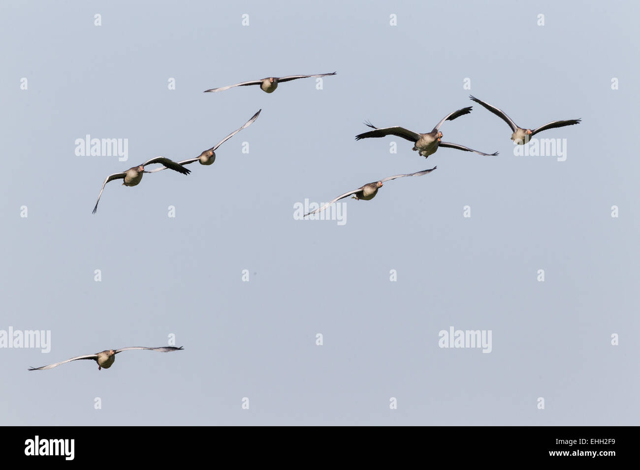 Grey Goose (Anser anser) flying in formation Stock Photo - Alamy