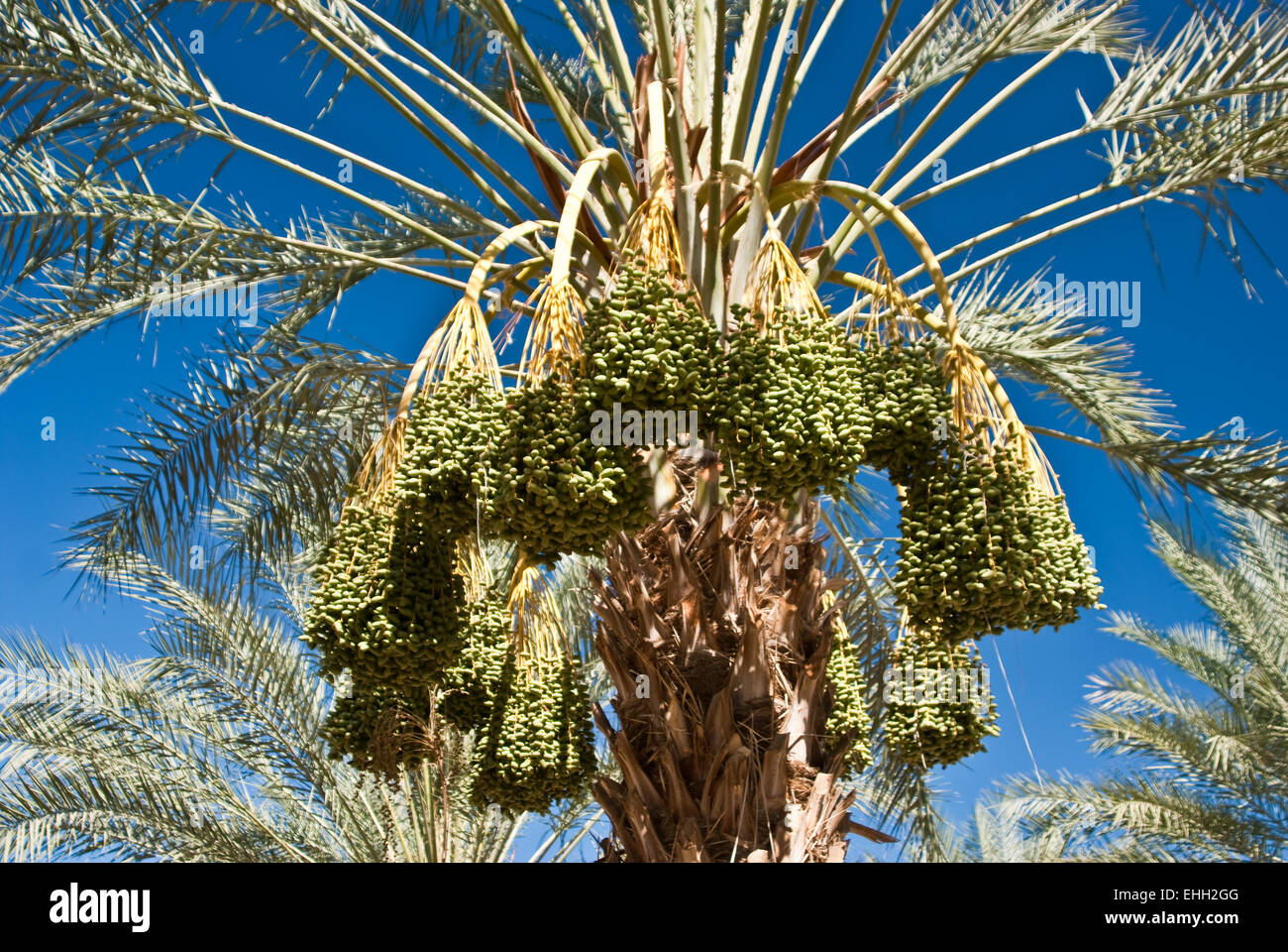 Date palm orchard tree fruit hi-res stock photography and images - Alamy