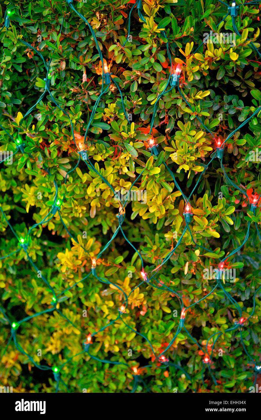 Christmas Lights on Green Bush Stock Photo - Alamy
