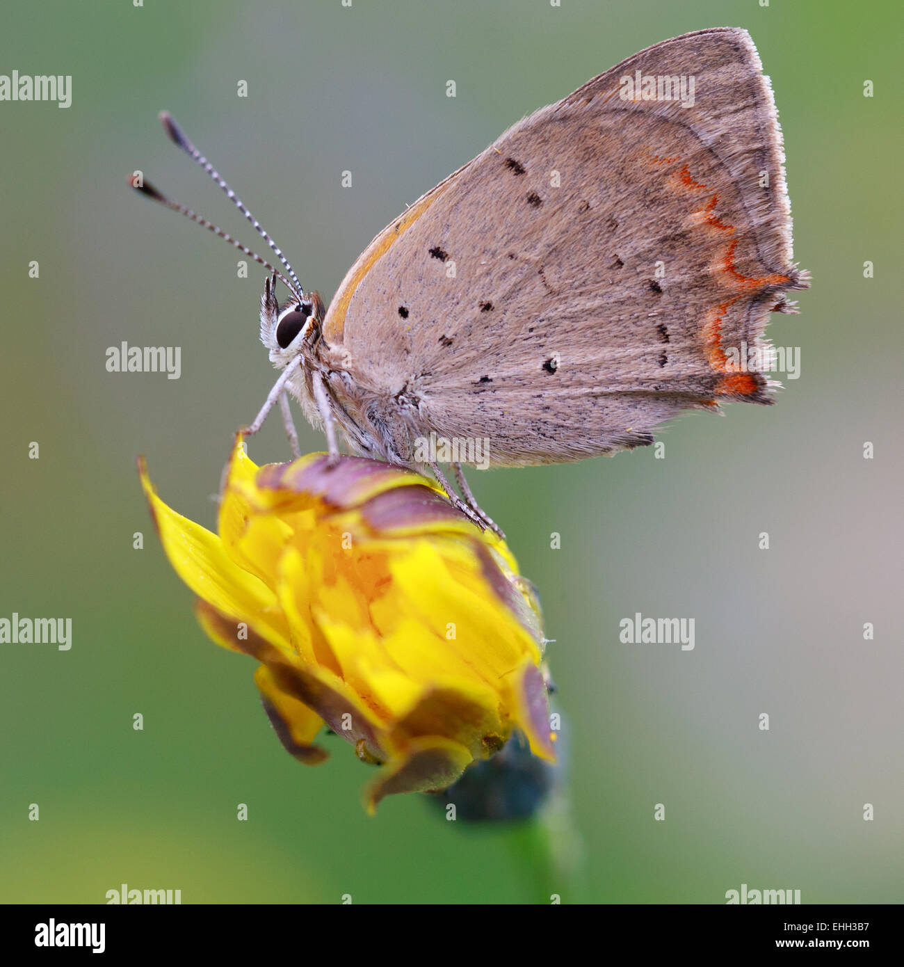 Copper insect hi-res stock photography and images - Alamy