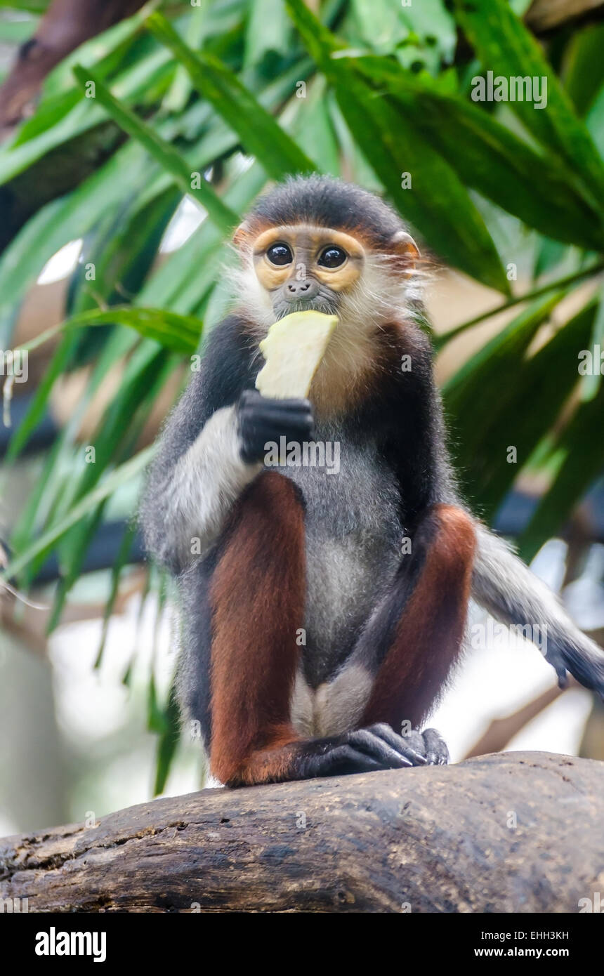 Red Shanked Douc Monkey High Resolution Stock Photography and Images ...