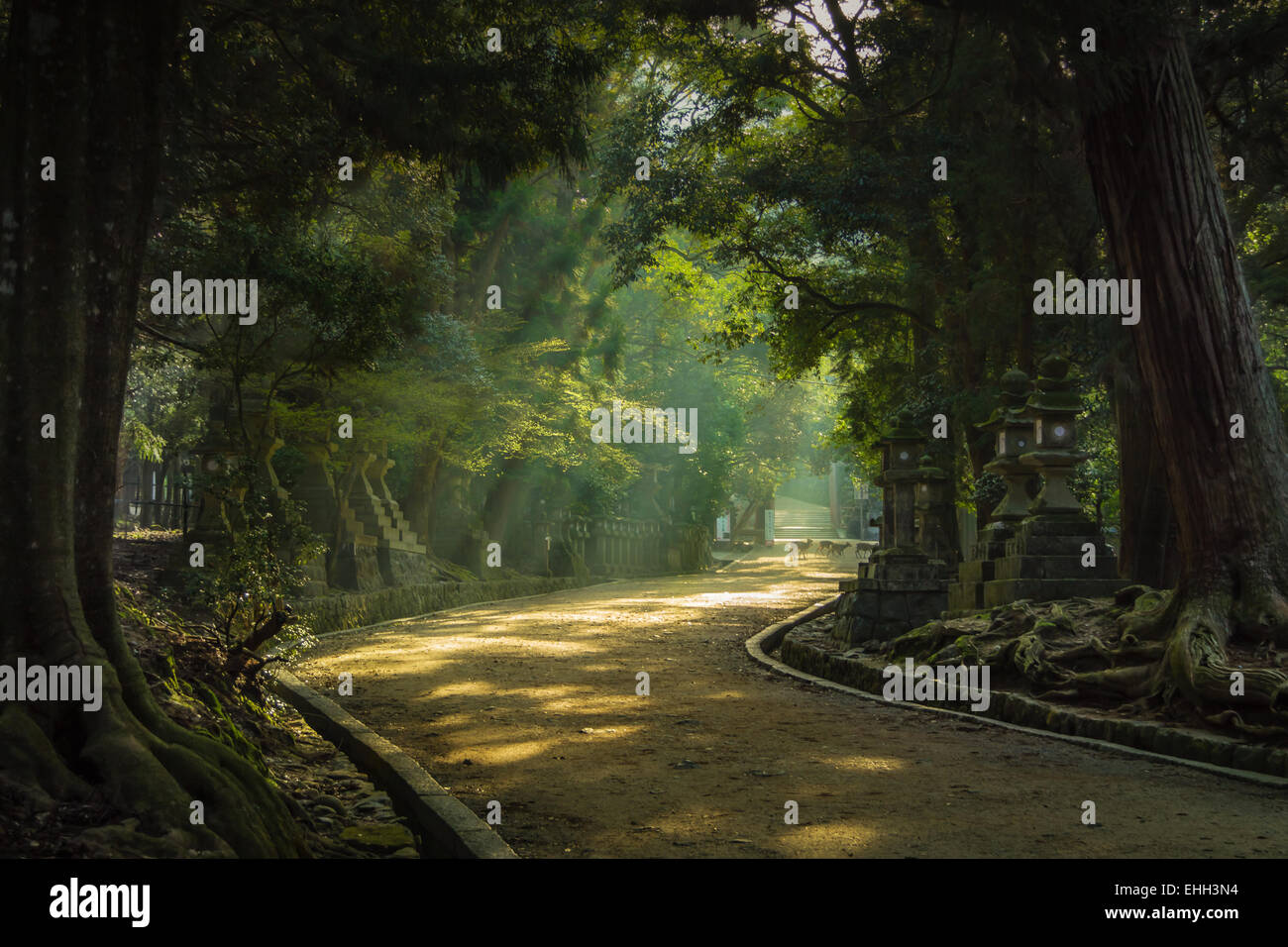 The forest path to Kasuga Grand Shrine, Nara, Japan in the morning sun ...