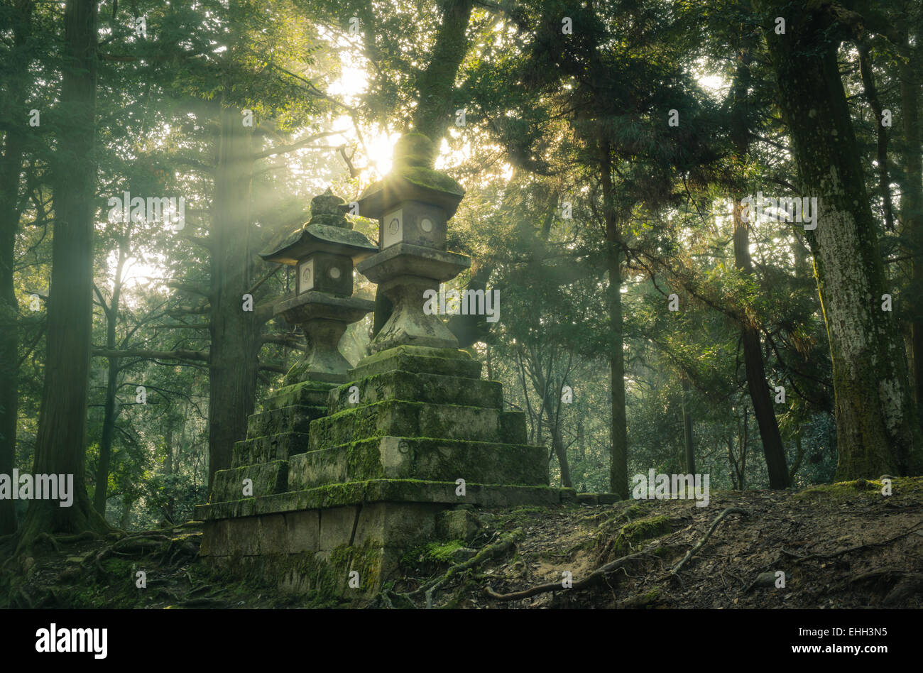 Japanese Lanterns Forest High Resolution Stock Photography and Images ...