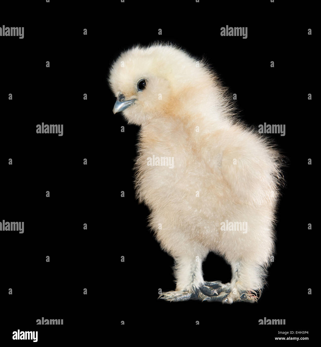 Fuzzy chicken chick hi-res stock photography and images - Alamy