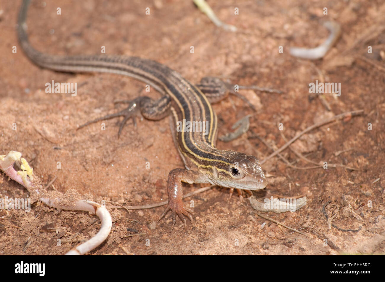 Whiptail lizard hi-res stock photography and images - Alamy