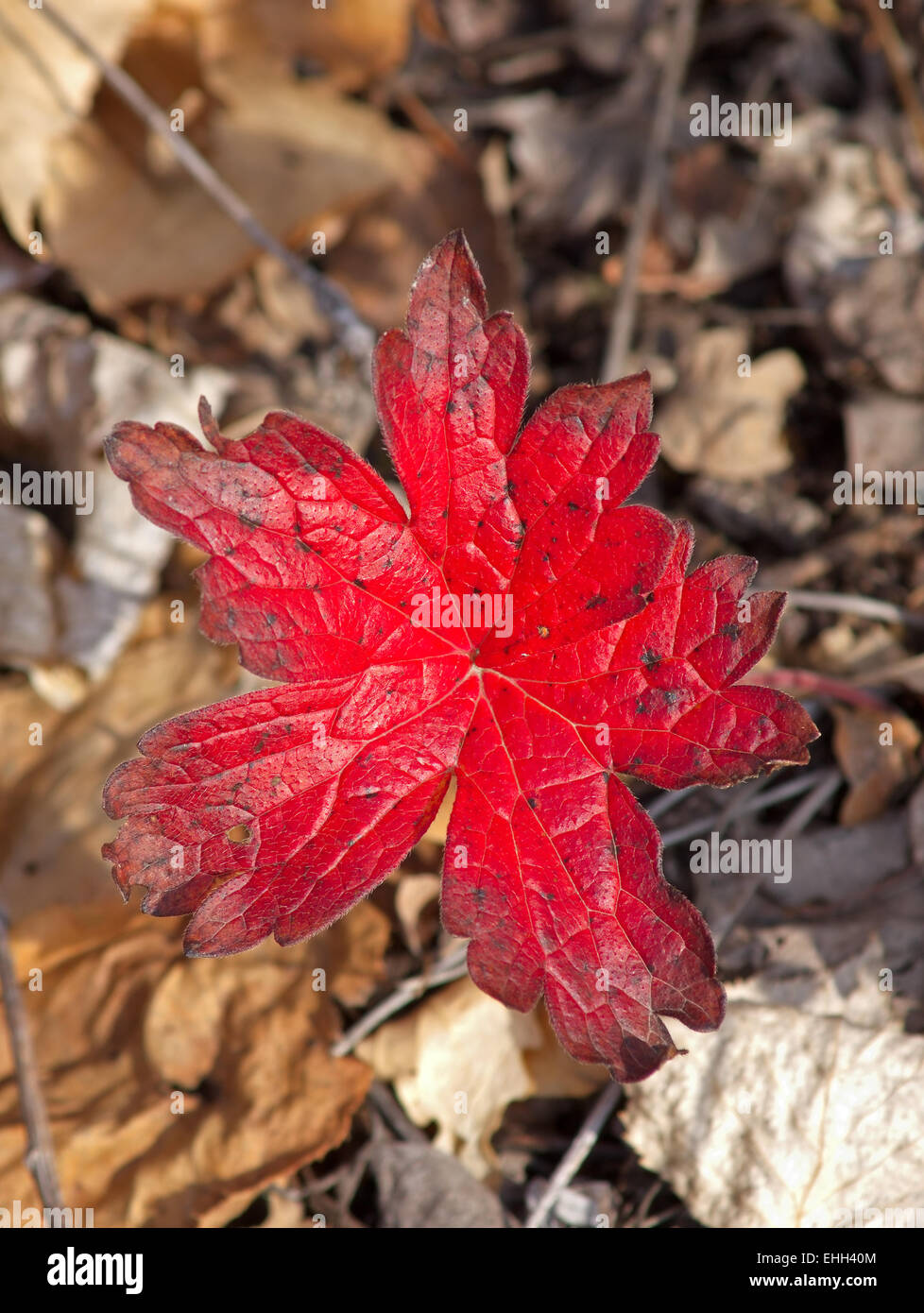 Red sheet of a plant Stock Photo - Alamy