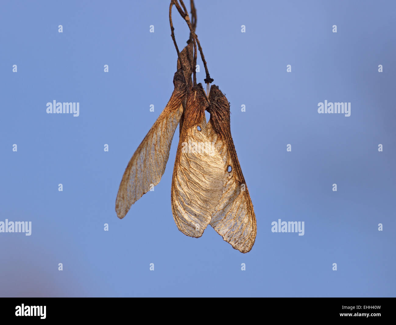 Dry seeds of a maple Stock Photo - Alamy