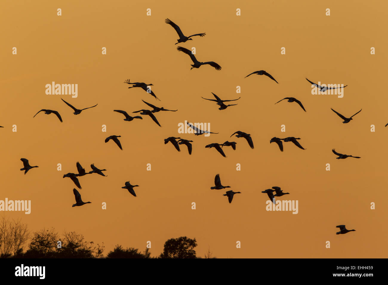 Geese in flight Stock Photo - Alamy