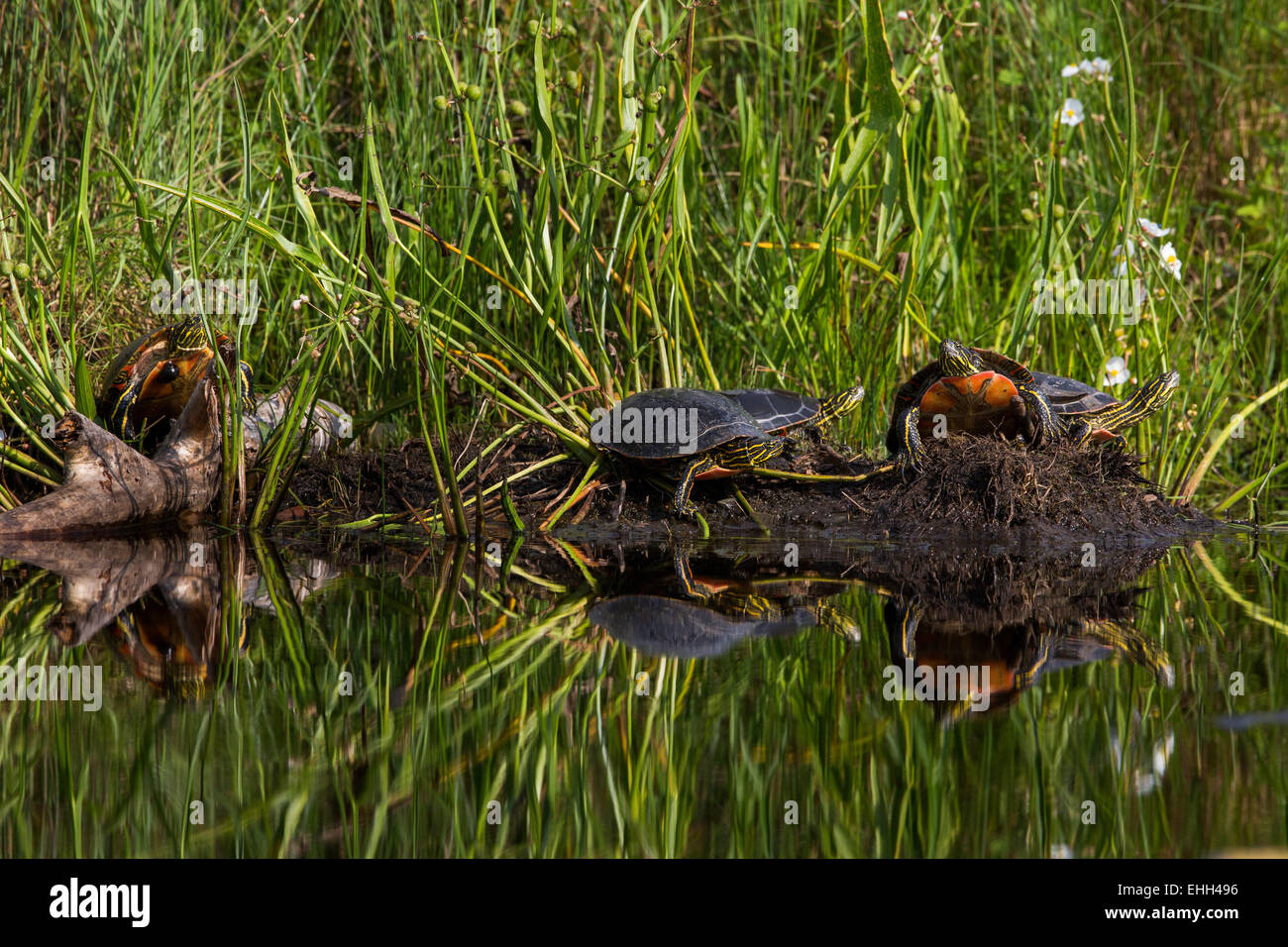 American pond turtle family hi-res stock photography and images - Alamy