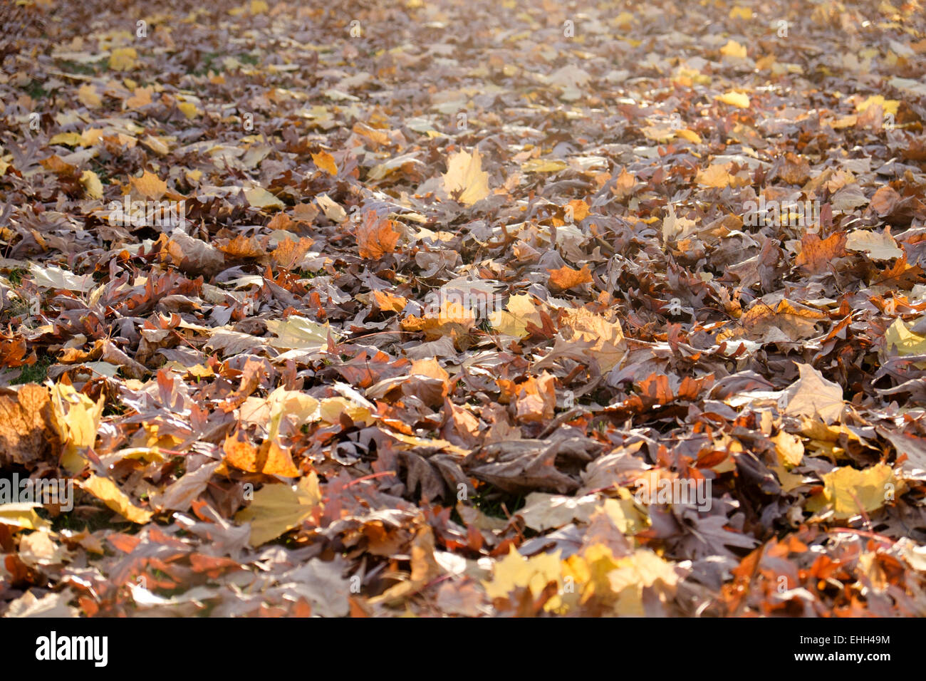 Fall colors in new jersey hi-res stock photography and images - Alamy