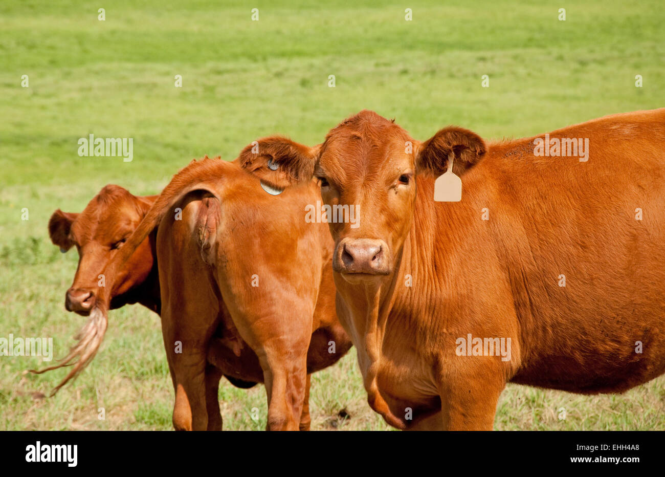 Steers steer hi-res stock photography and images - Alamy