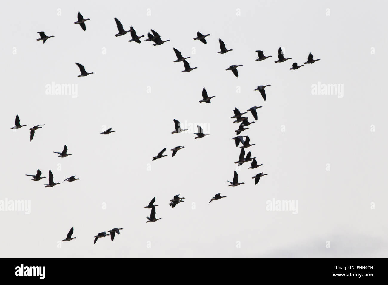 Geese in flight Stock Photo - Alamy
