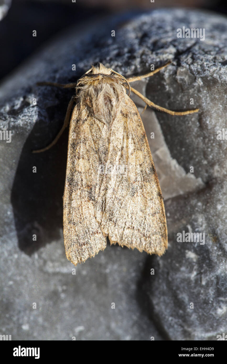 A moth on the stone beach Stock Photo - Alamy
