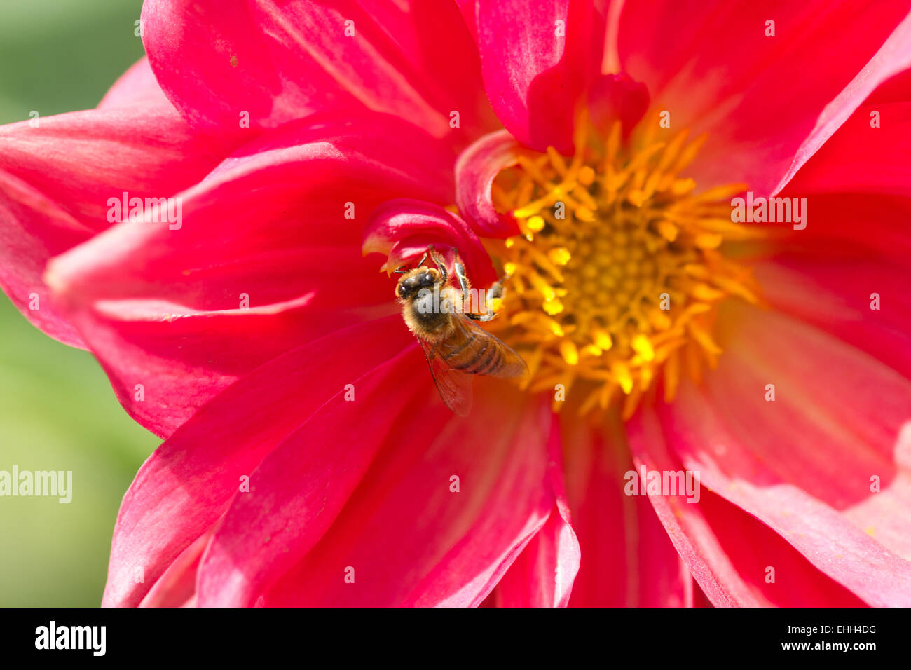 Honey bee pollinating a flower Stock Photo - Alamy