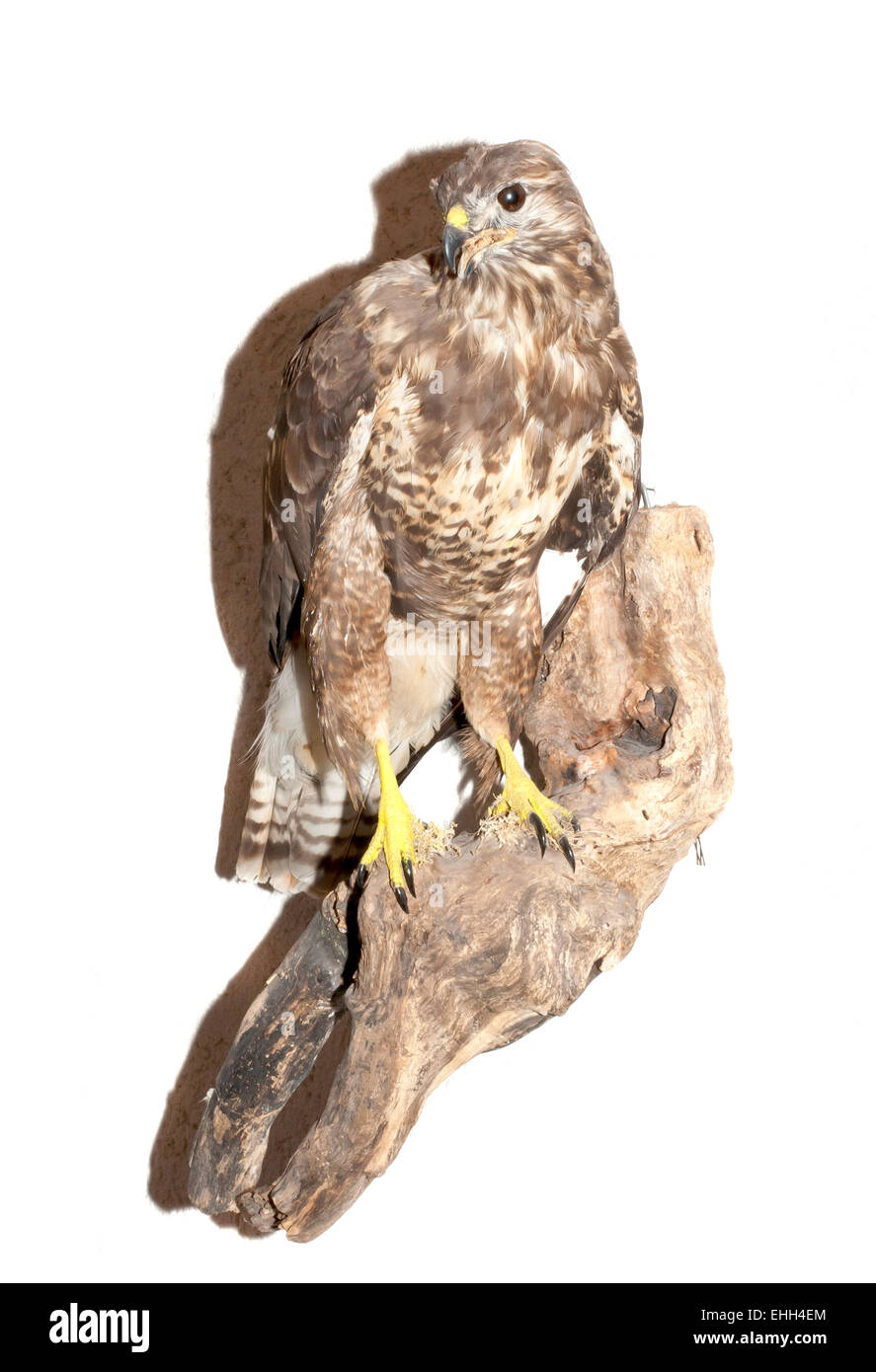 Buzzard hawk Cut Out Stock Images & Pictures - Alamy