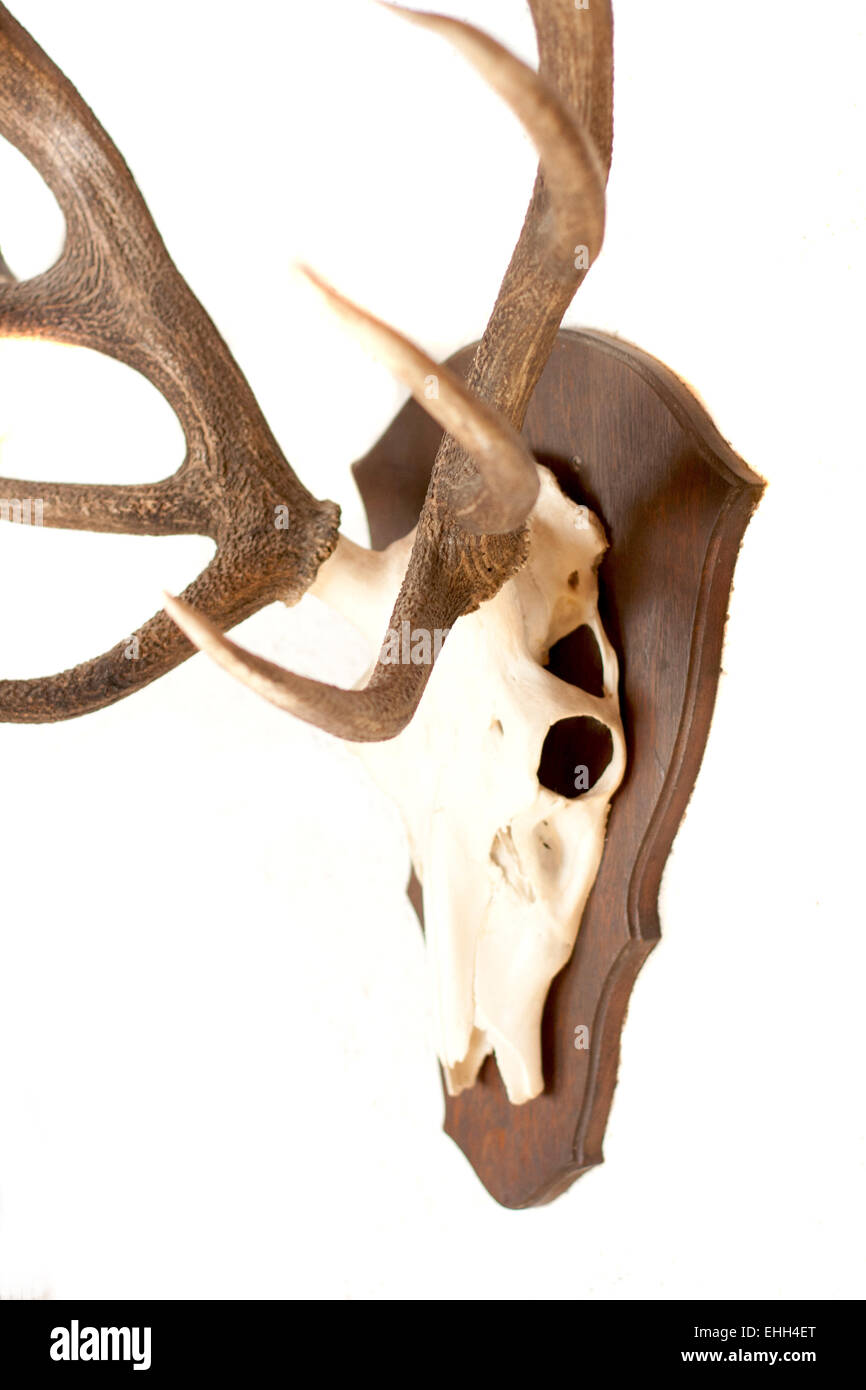 stag skull and antlers Stock Photo - Alamy