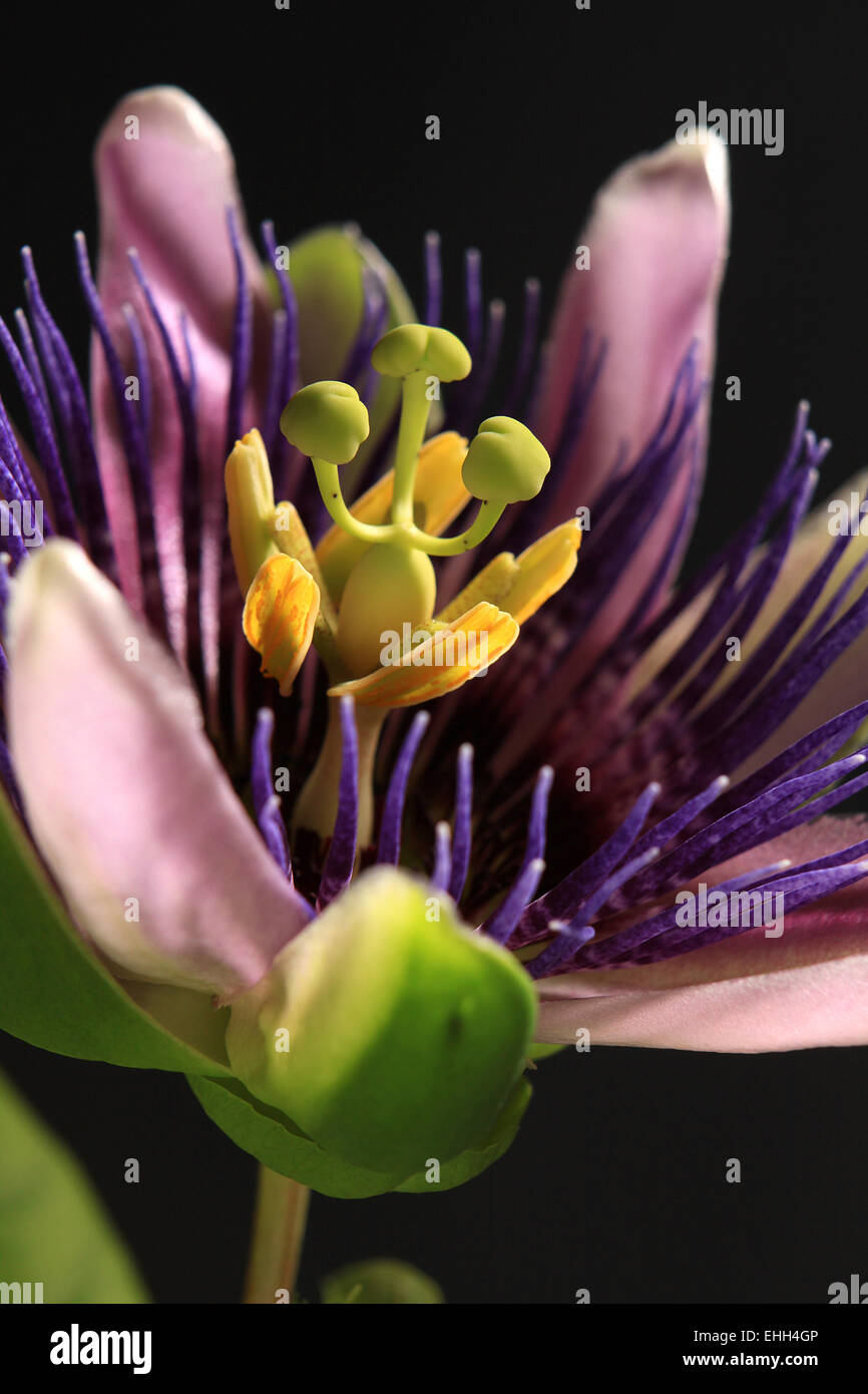 Decorative scars hi-res stock photography and images - Alamy