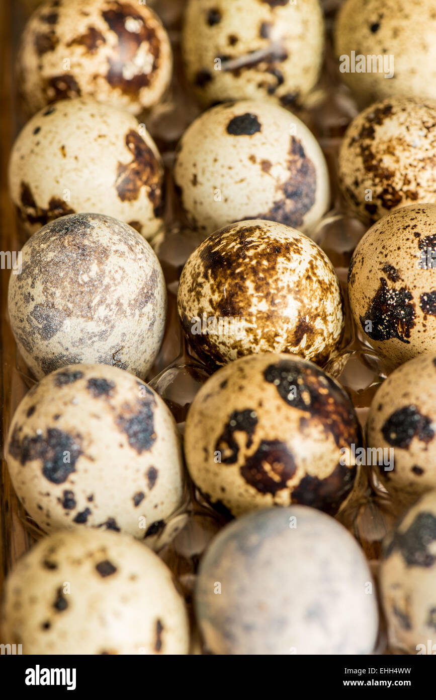 Texture quails eggs hi-res stock photography and images - Alamy