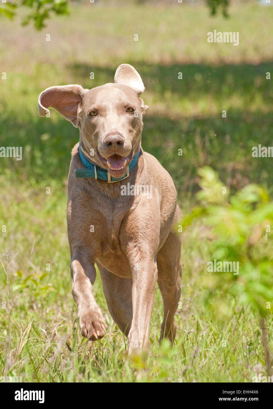 Running weimaraner hi-res stock photography and images - Alamy