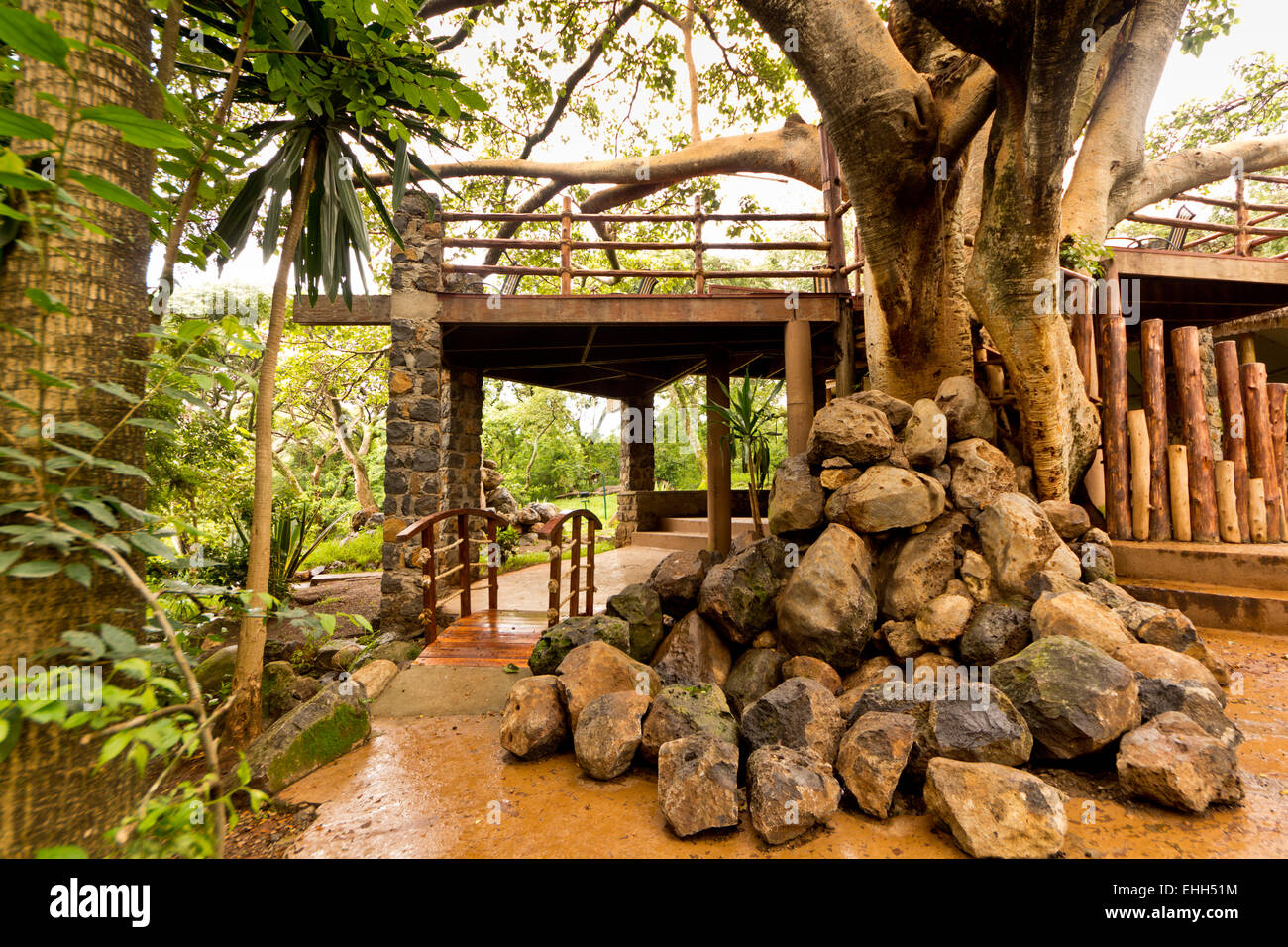 Giant tree in a garden Stock Photo - Alamy