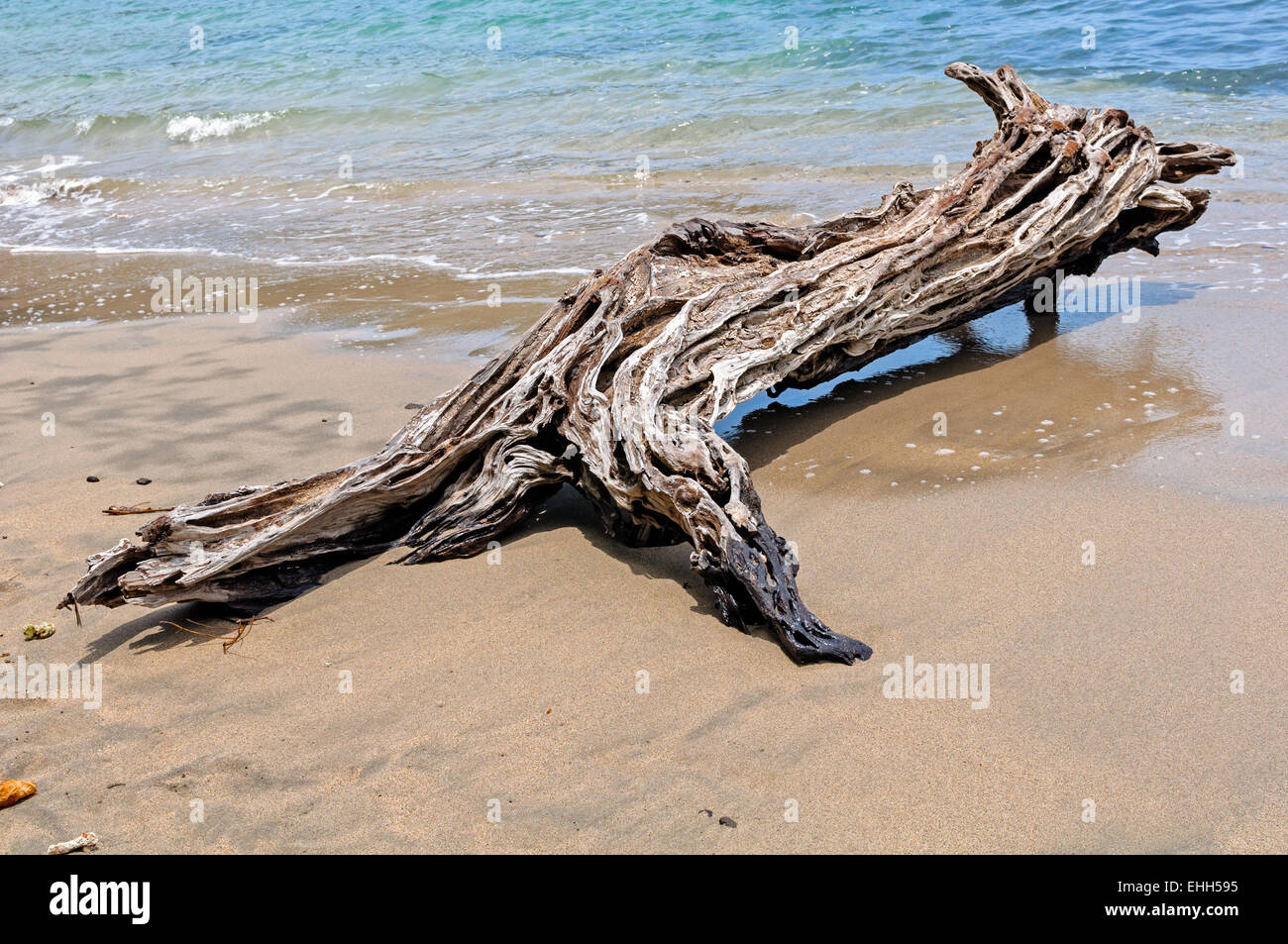 Driftwood on the beach in the shape of the animal Stock Photo - Alamy