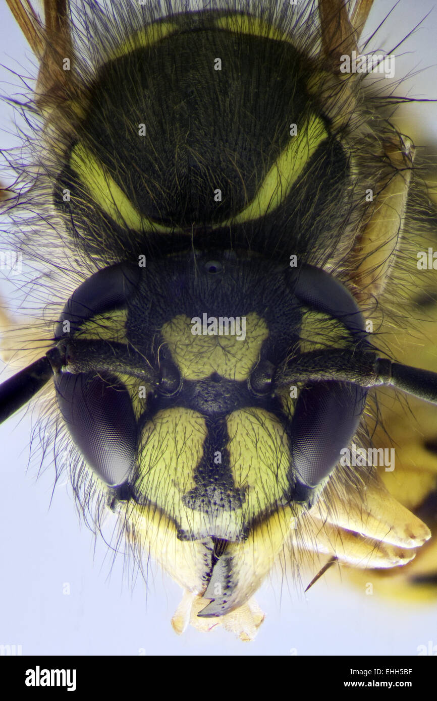 Micro Photo of a Wasp Stock Photo - Alamy