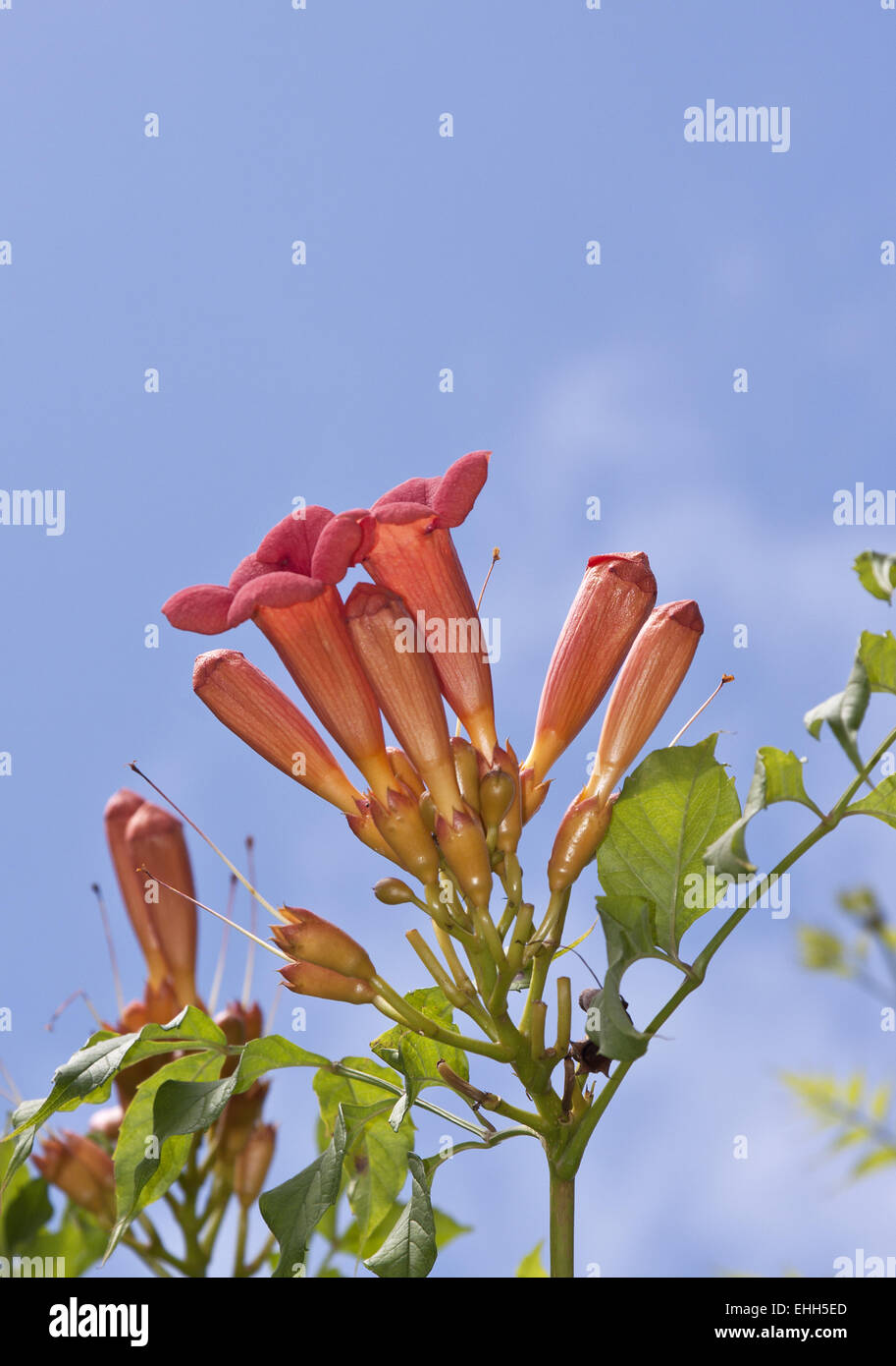 American Red Trumpet Vine Stock Photo - Alamy