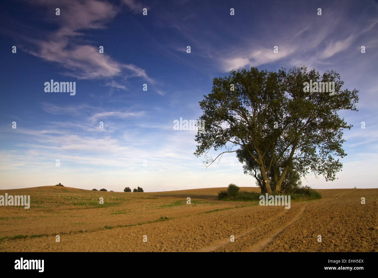 Tree skyview High Resolution Stock Photography and Images - Alamy