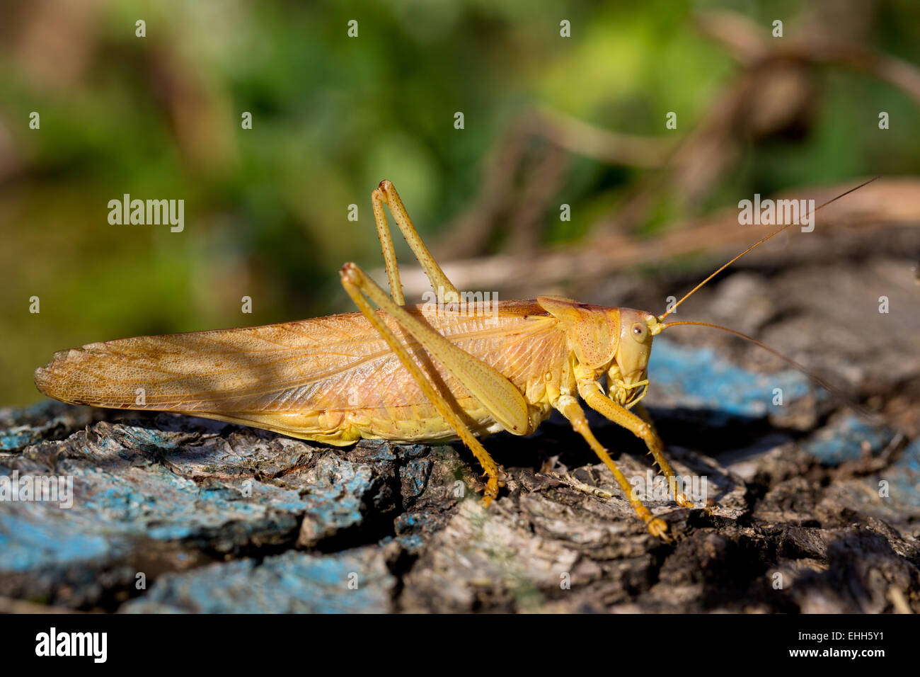 great green bush cricket Stock Photo - Alamy