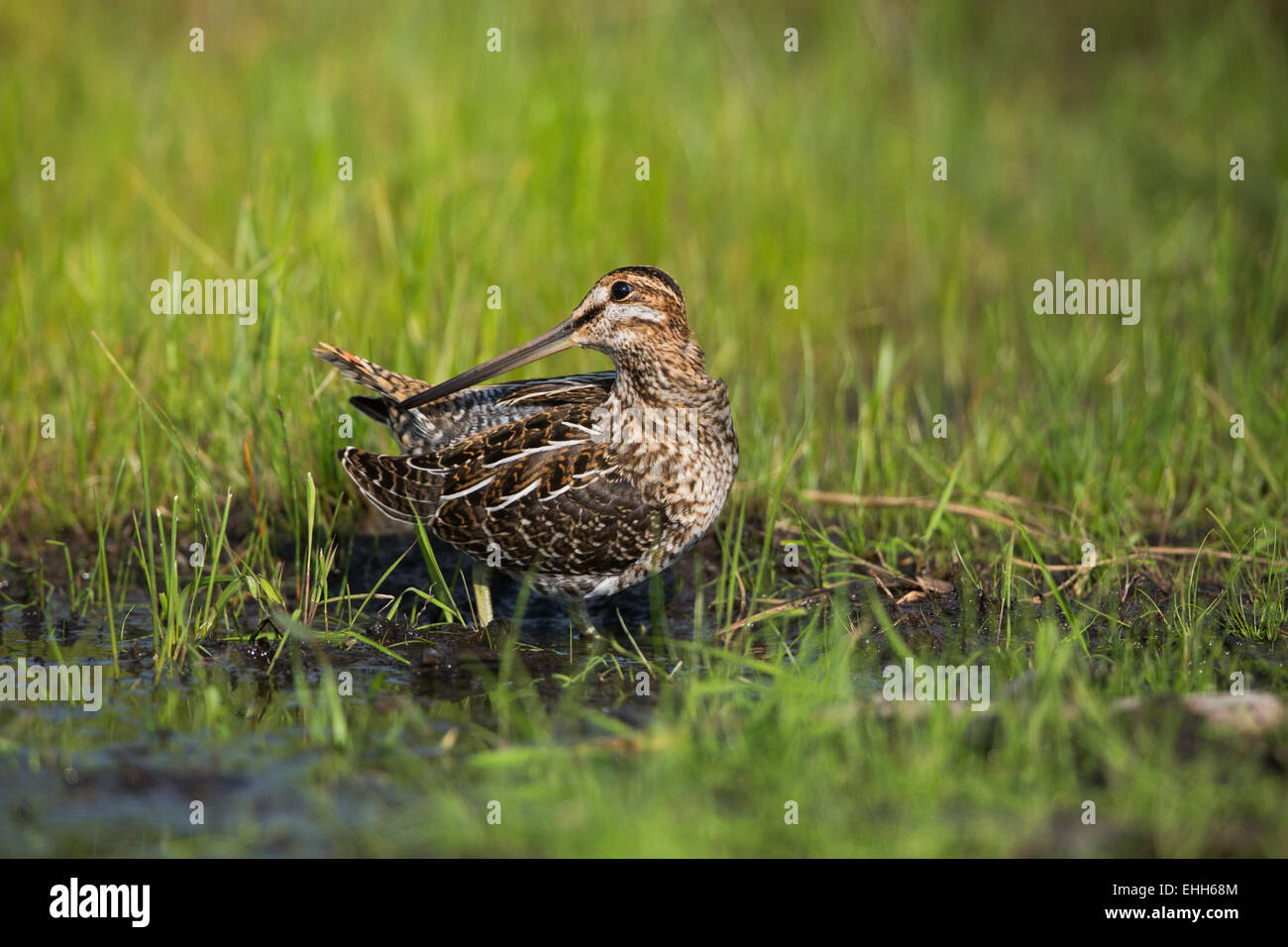 Gallinago delicata american snipe hi-res stock photography and images ...
