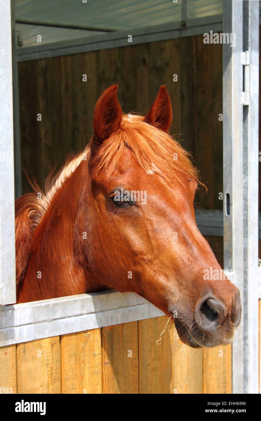 Pony in stable Stock Photo - Alamy