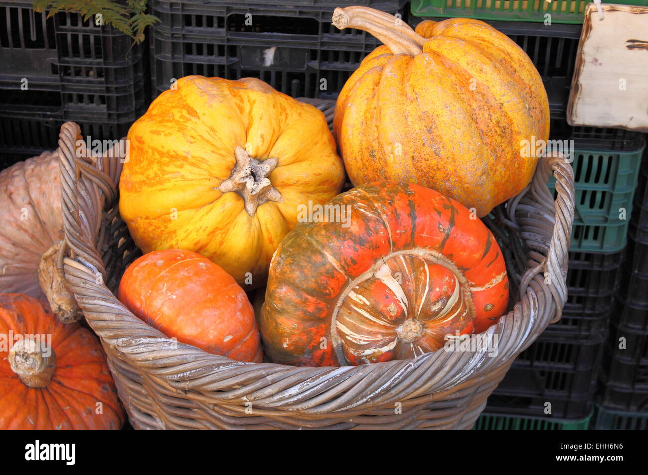 Many little pumpkins hi-res stock photography and images - Alamy
