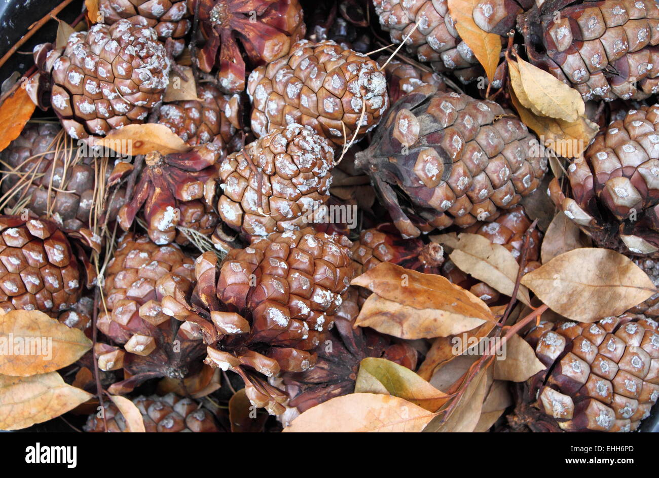 Pile of cones hi-res stock photography and images - Alamy