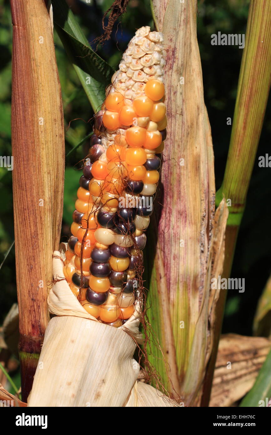 Red brown maize cob Stock Photo - Alamy