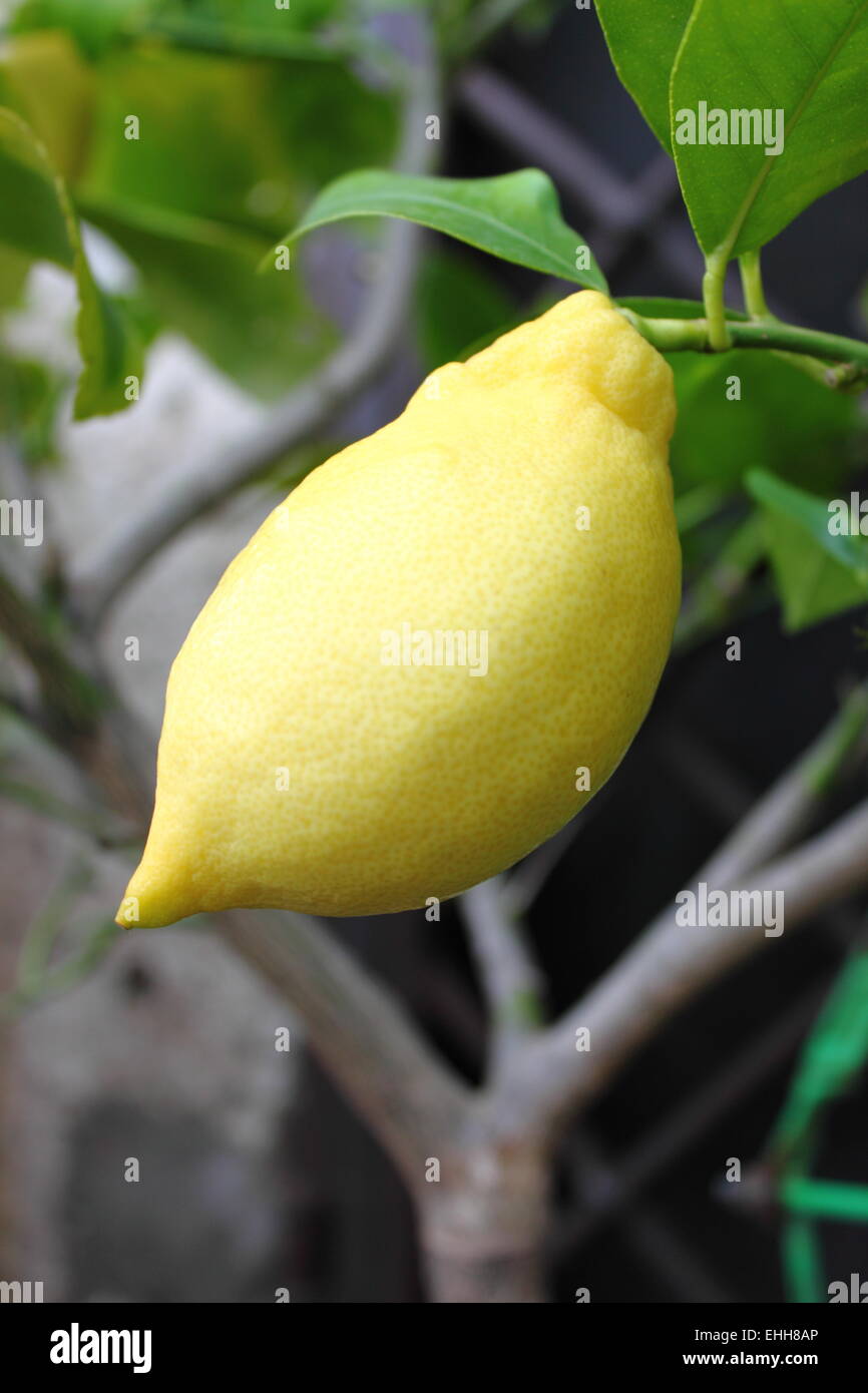 Yellow lemon on a lemon tree Stock Photo - Alamy