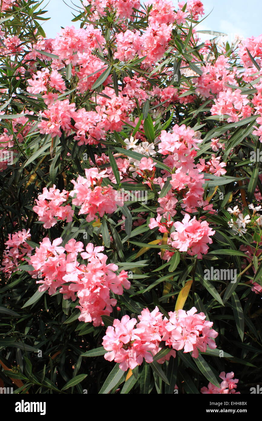 Pink Oleander flowers Stock Photo - Alamy